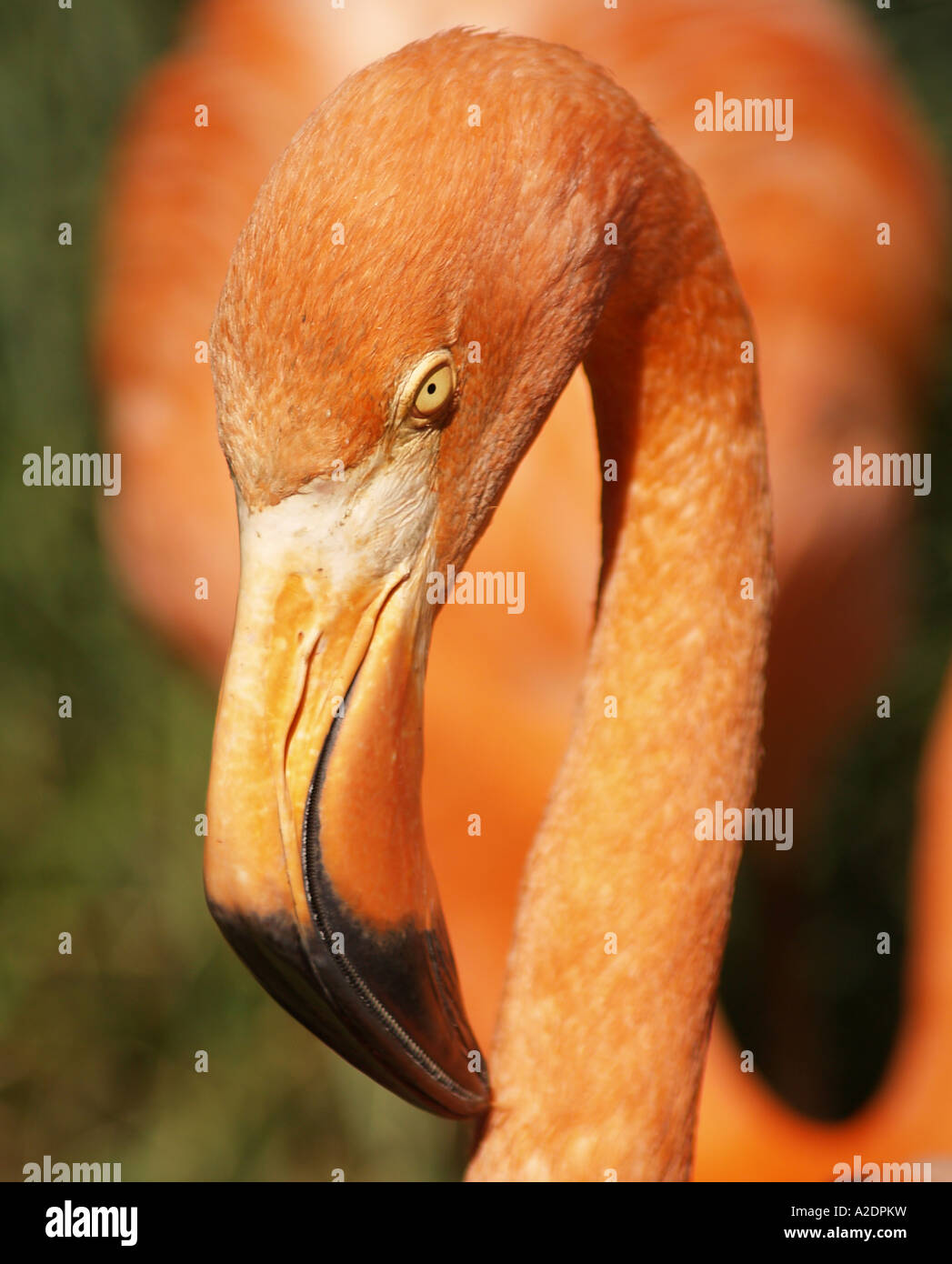 Caribbean flamingo curved neck hi-res stock photography and images - Alamy