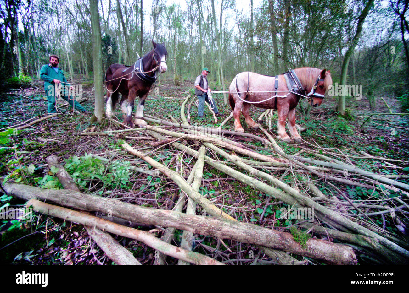Traditional shire horses hi-res stock photography and images - Alamy