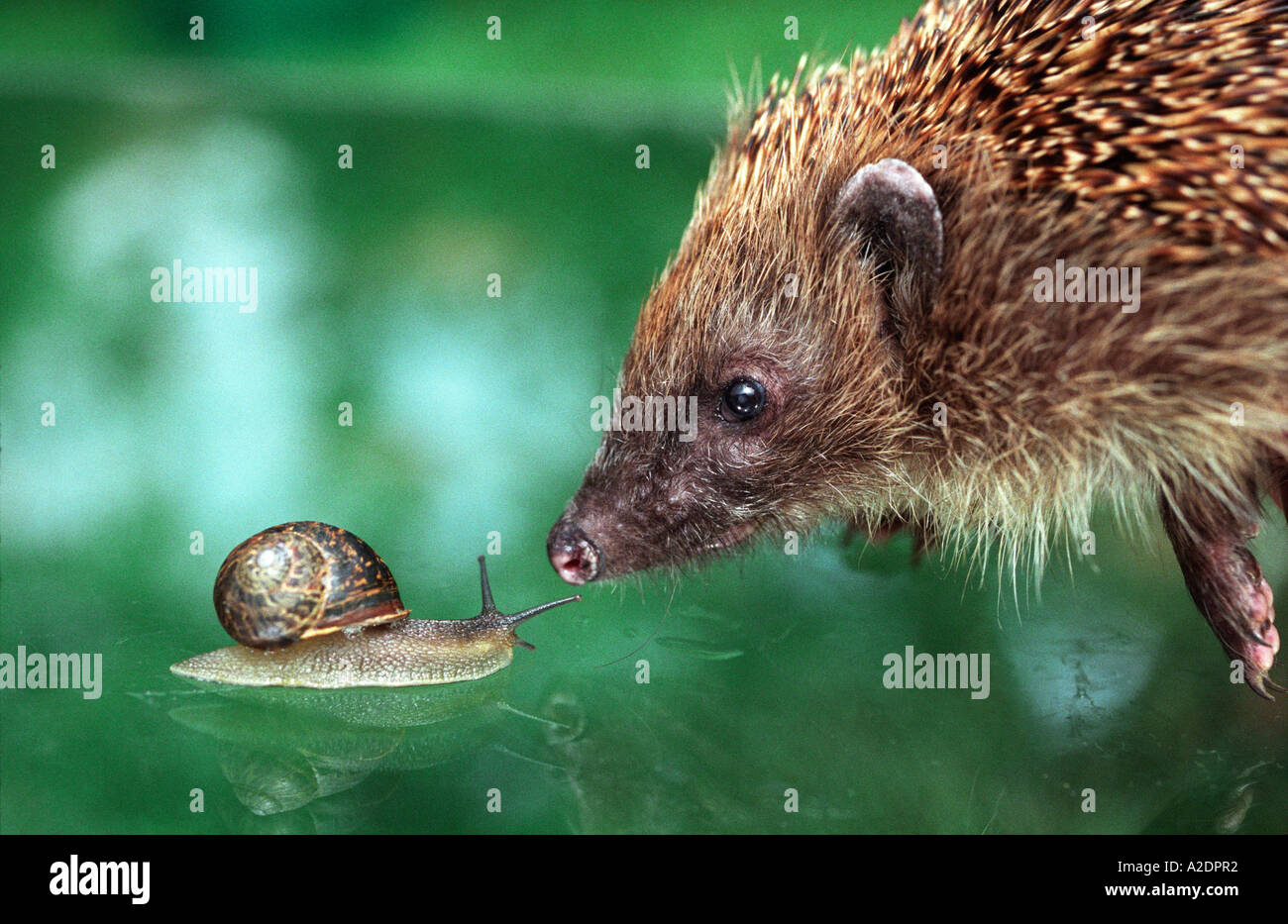 Snail hunter hi-res stock photography and images - Alamy