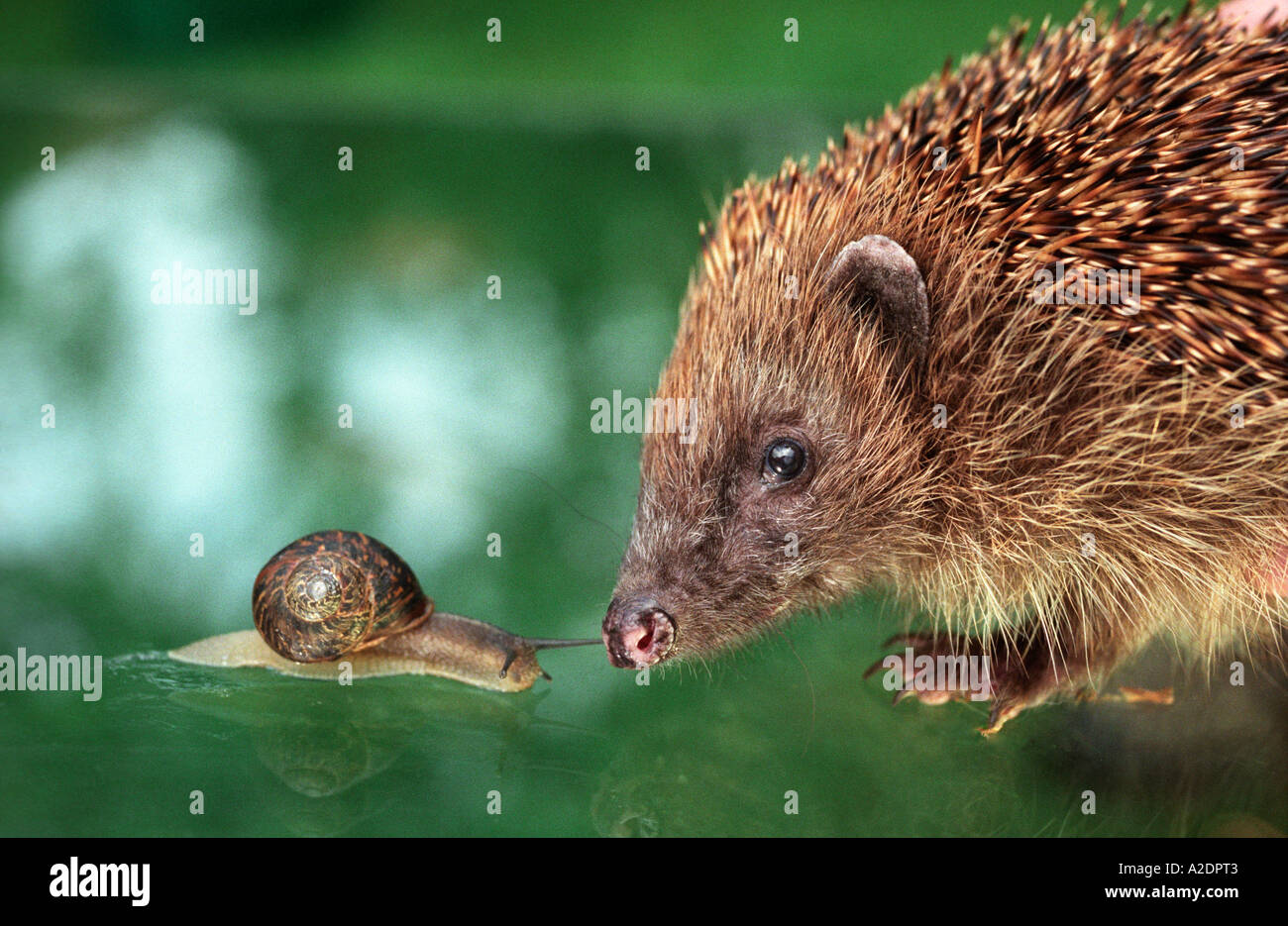 Hedgehog prey hi-res stock photography and images - Alamy
