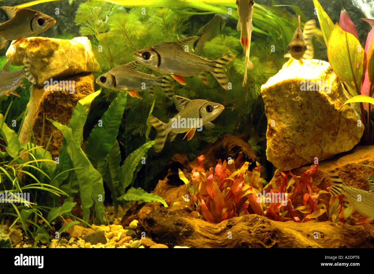 Fishes in aquarium Stock Photo - Alamy