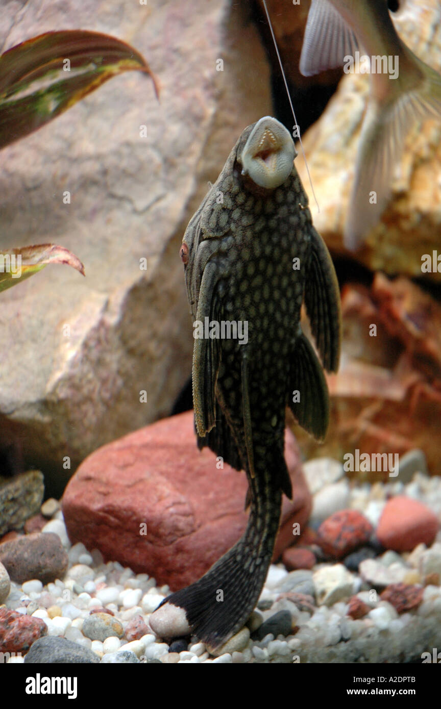 Pleco fish eating algaes in aquarium Stock Photo - Alamy
