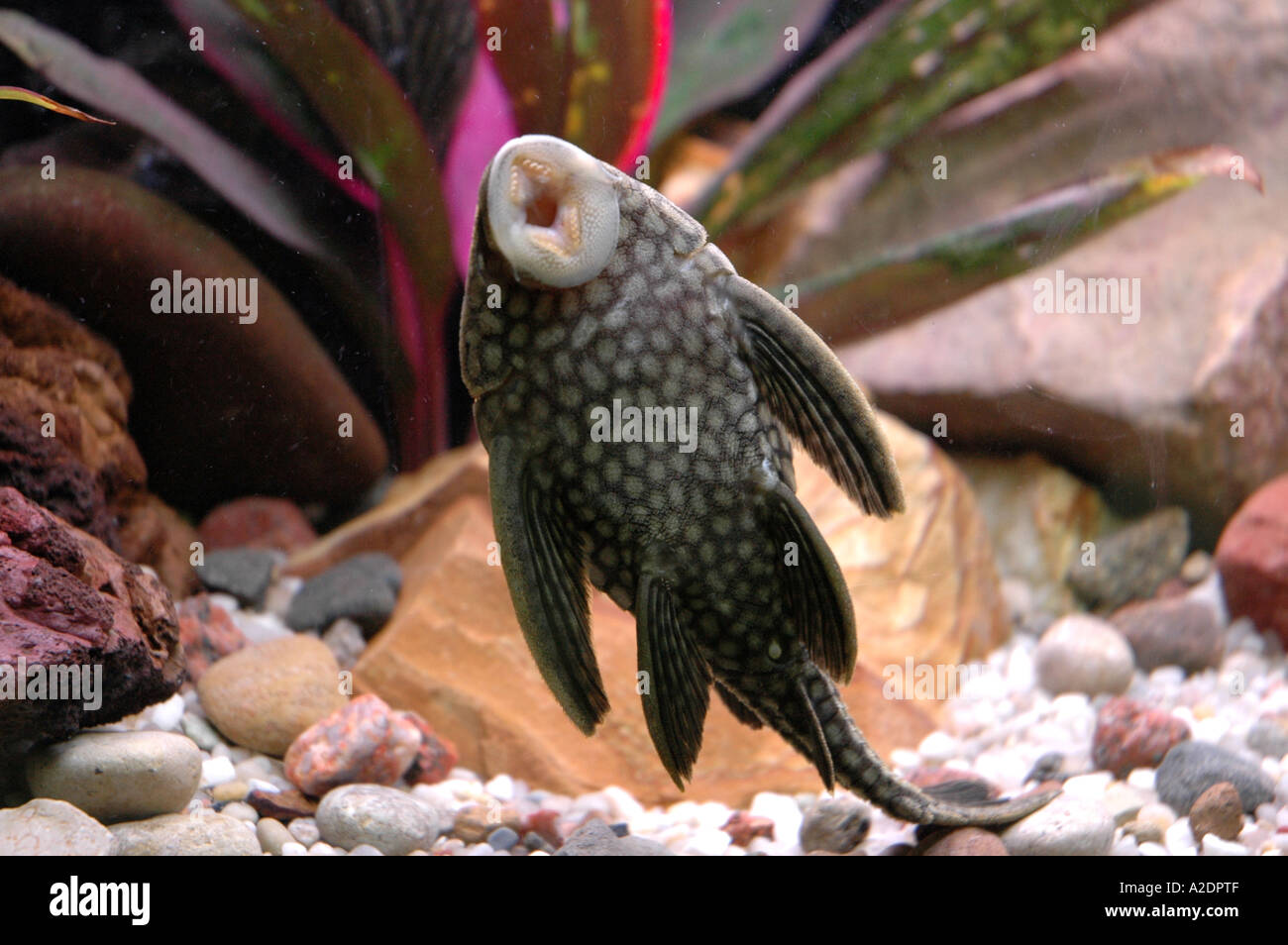 Pleco fish hi-res stock photography and images - Alamy