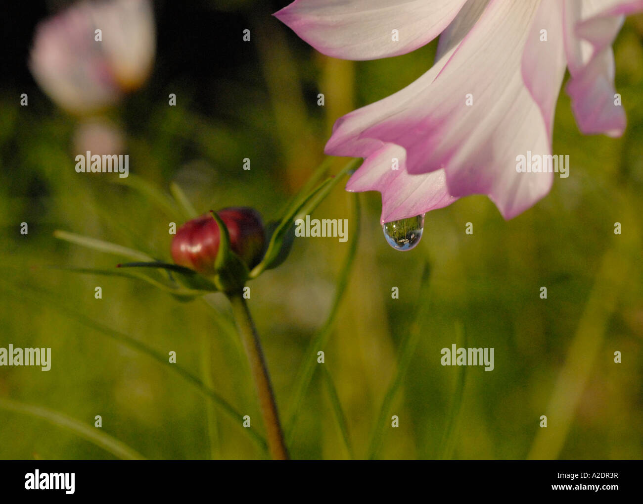 Flower and Rain Drop Stock Photo - Alamy