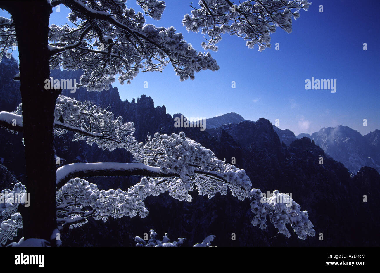 Huangshan, Yellow Mountain, Anhui, China, fresh snow covers sentinel ...