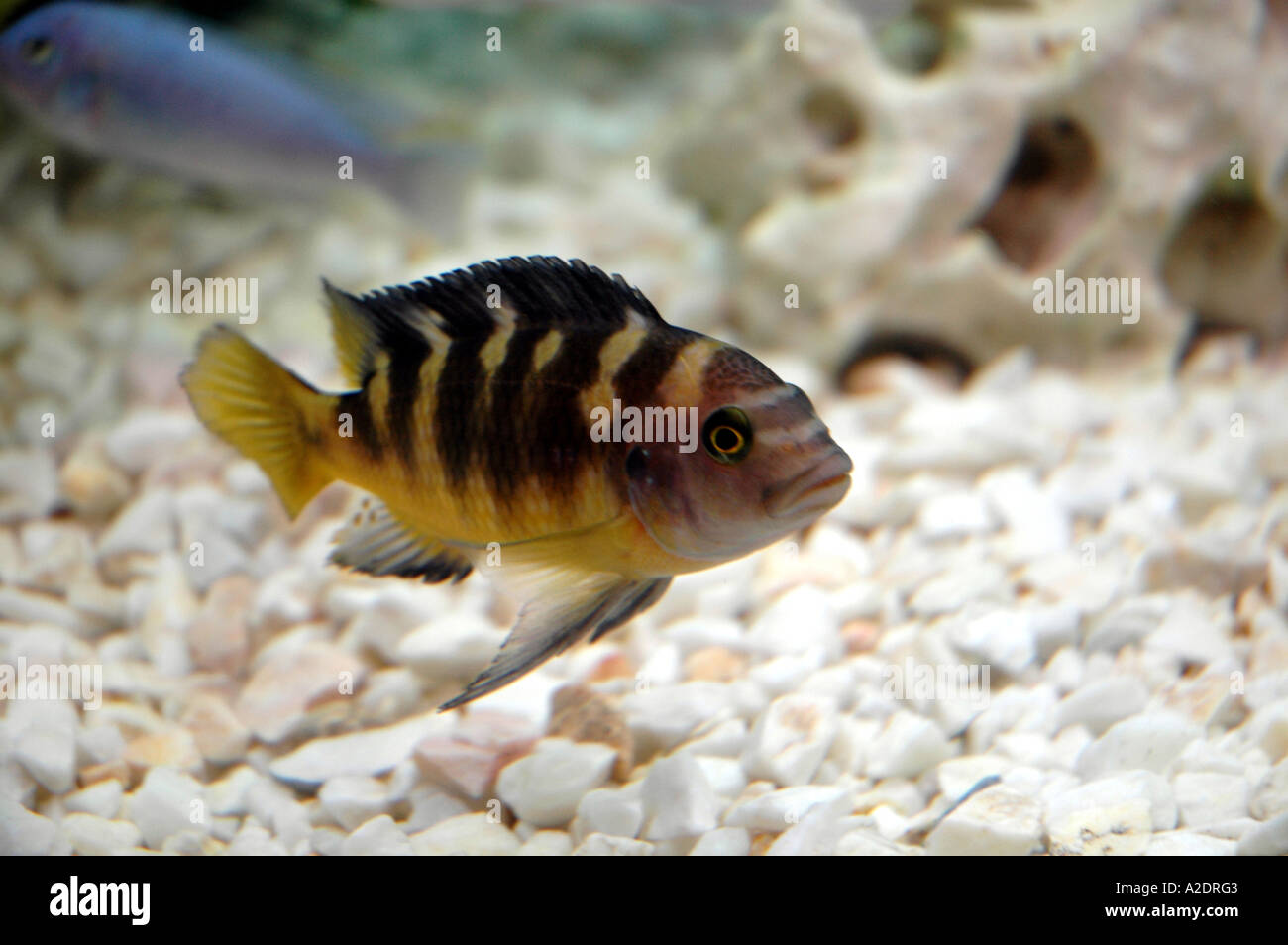 Acquaristics hi-res stock photography and images - Alamy