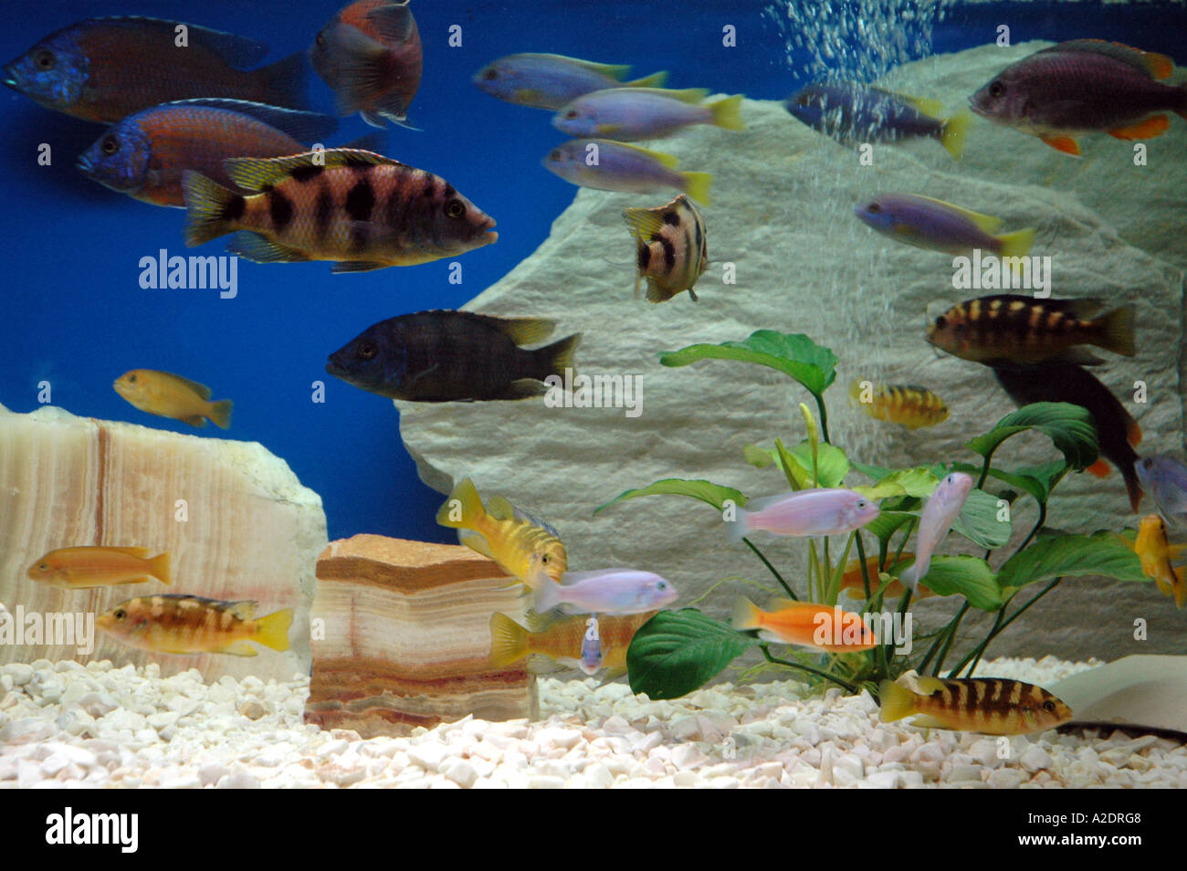 Acquaristics hi-res stock photography and images - Alamy