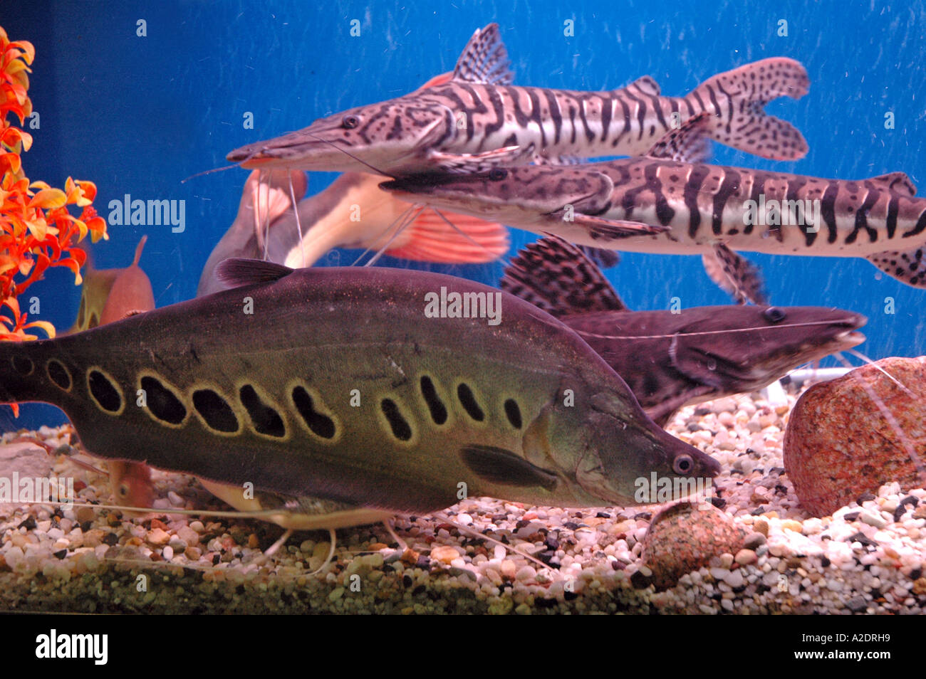 Leopard Shovelnose Catfish