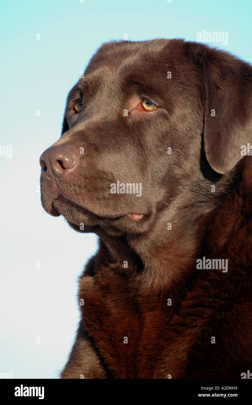 Droopy dog hi-res stock photography and images - Alamy