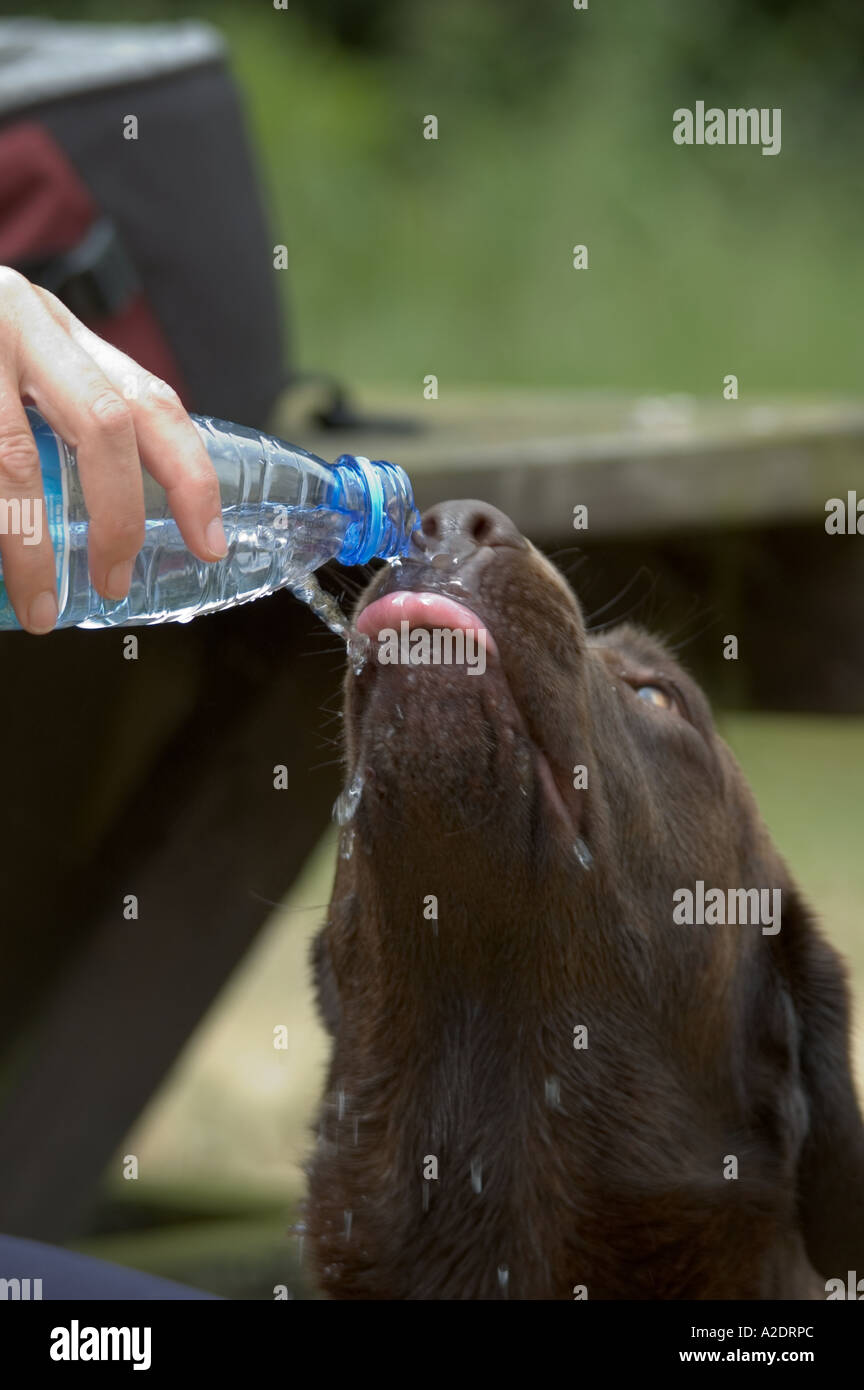Dog drinking from water bottle Stock Photo - Alamy