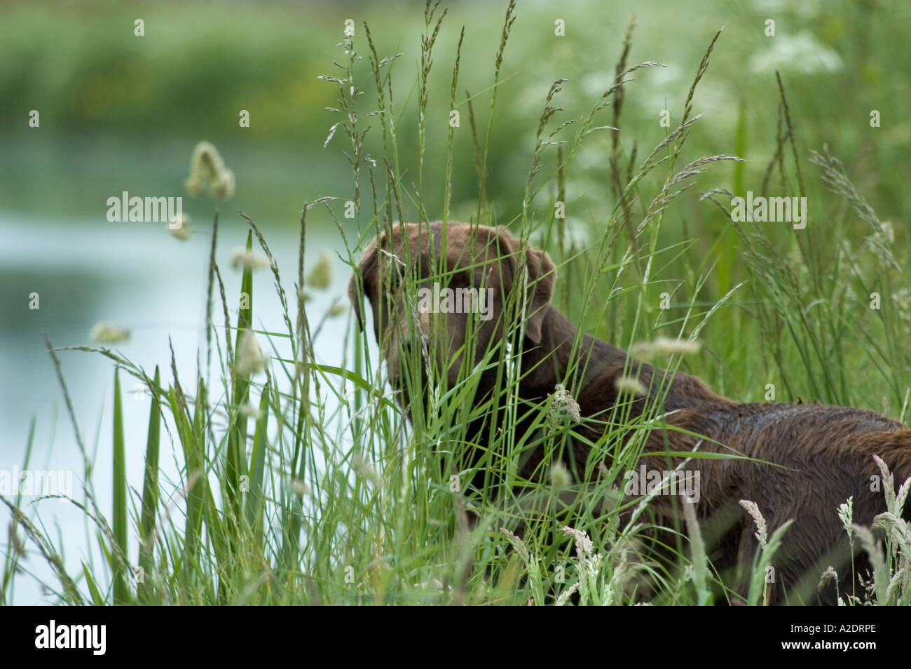 Chocolate Labrador looking through tall grass Stock Photo - Alamy