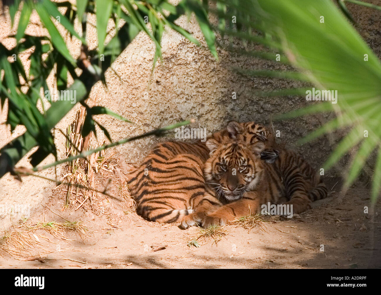 Pair of Sumatran tiger cubs at rest Stock Photo - Alamy
