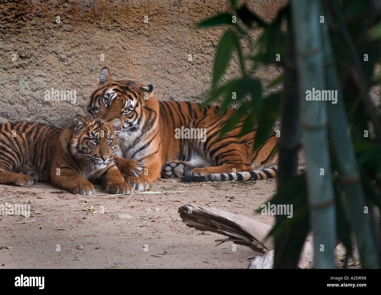 Mother Sumatran tiger grooming one of her two cubs Stock Photo - Alamy