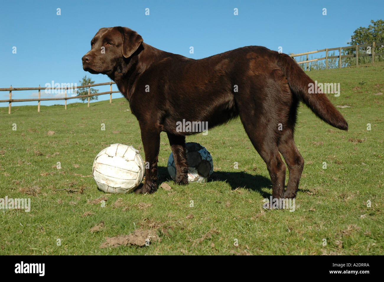 Chocolate Labrador with footballs Stock Photo - Alamy