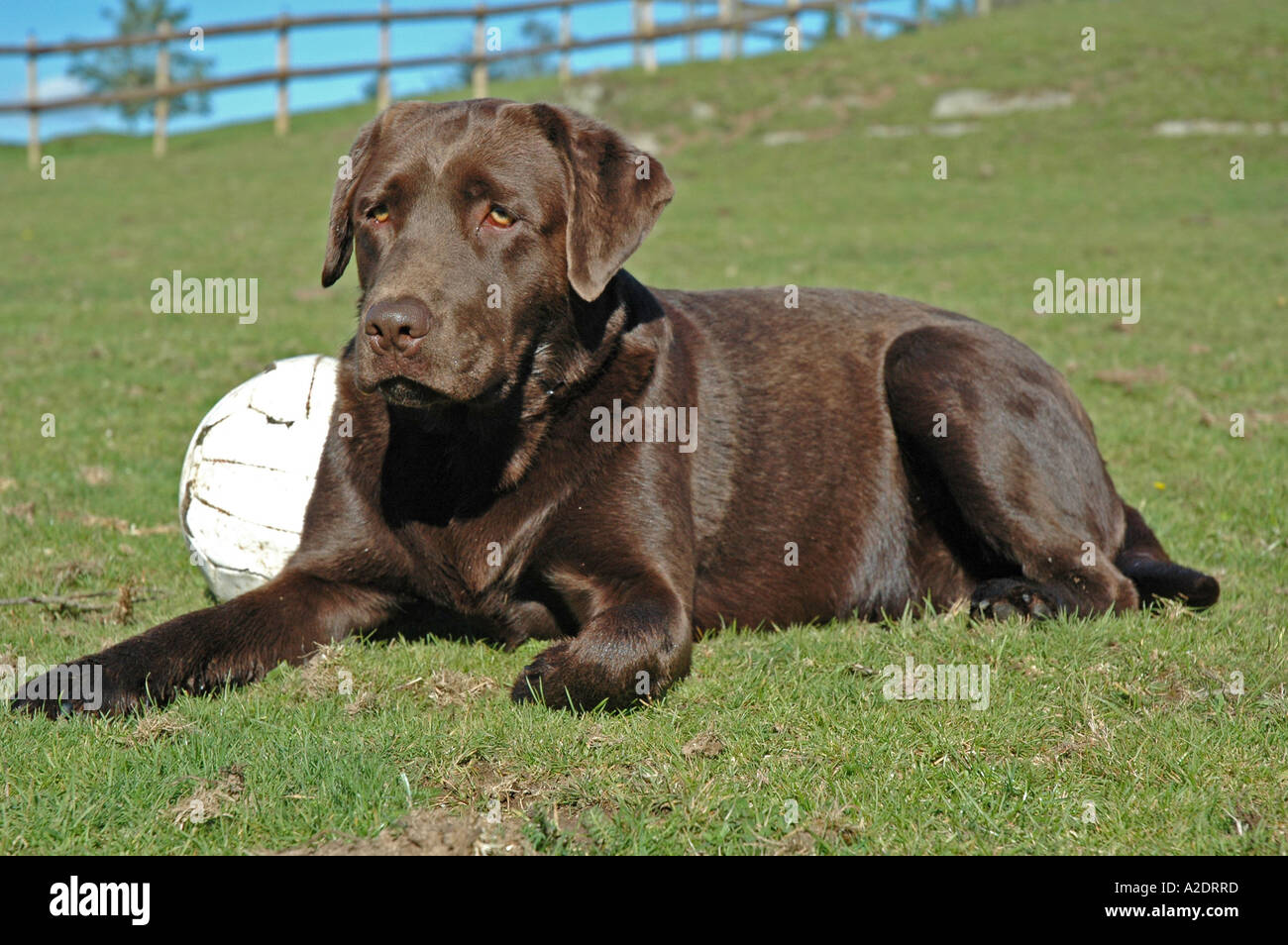 Chocolate Labrador with football Stock Photo - Alamy