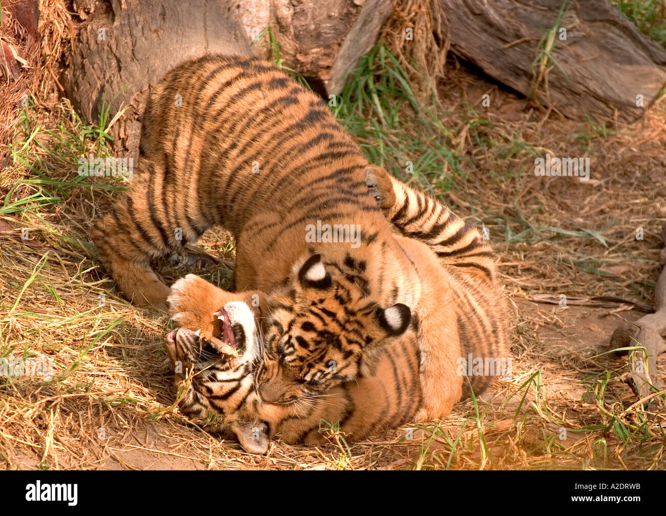 Two young Sumatran tiger cubs play fight Stock Photo - Alamy