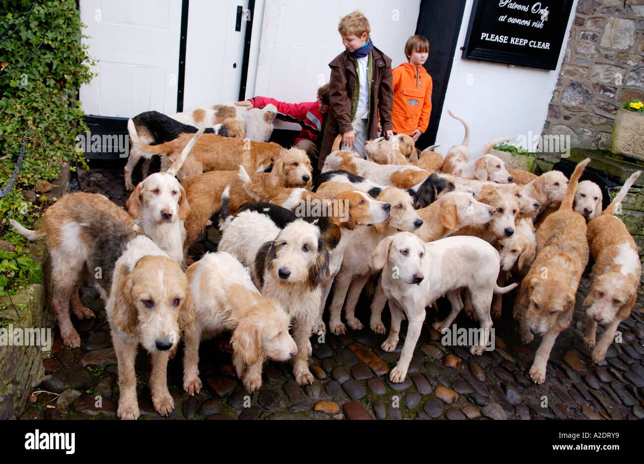 Welsh Fox Hounds High Resolution Stock Photography and Images - Alamy
