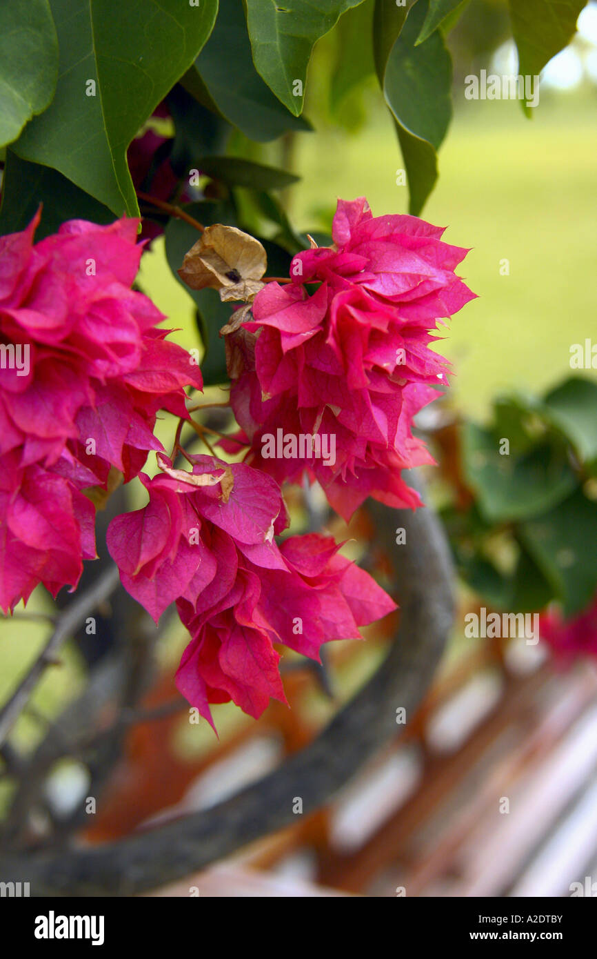 Flowers with a smooth background Stock Photo - Alamy