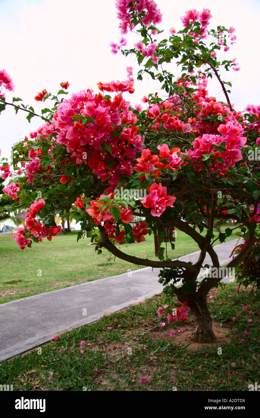 Tree with flowers Stock Photo - Alamy