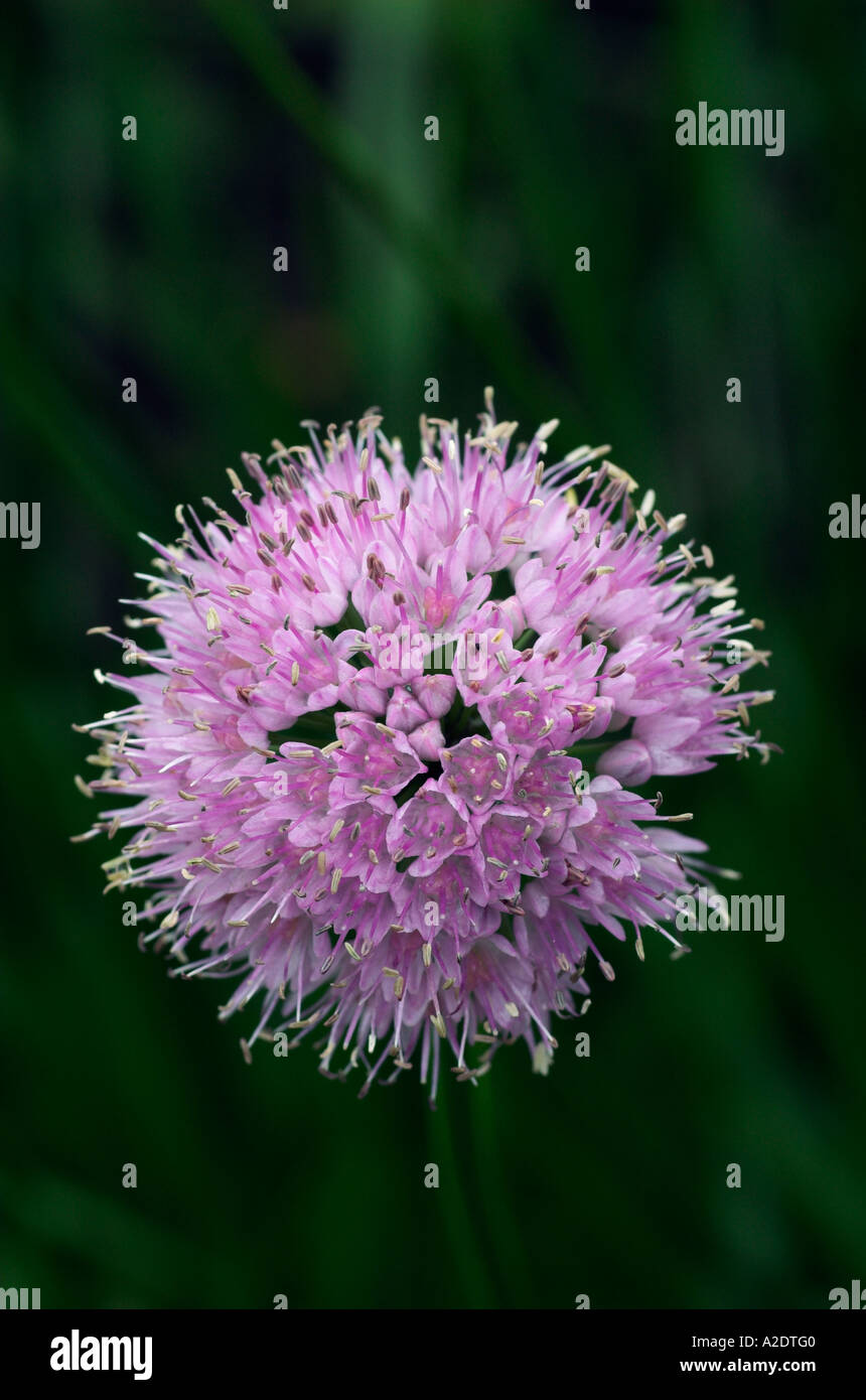 Allium summer beauty hi-res stock photography and images - Alamy