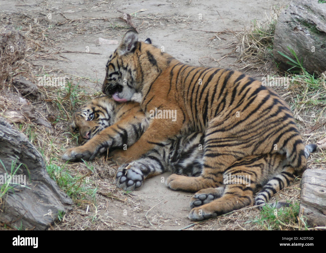 Two Sumatran tigers at play with the female grooming her older brother ...