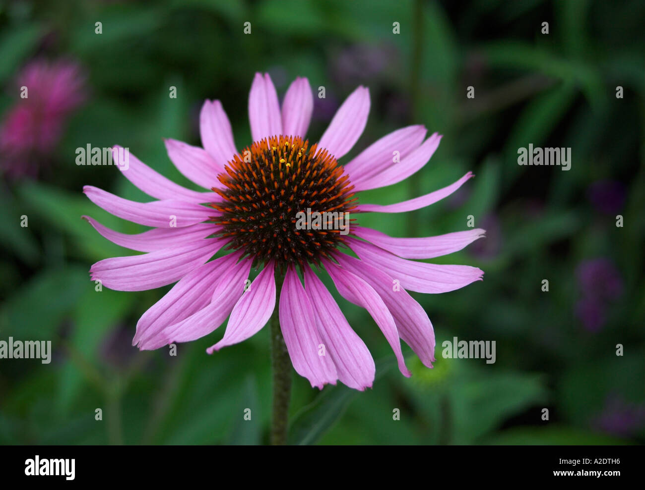 Echinacea Rubinstern Stock Photos & Echinacea Rubinstern Stock Images ...