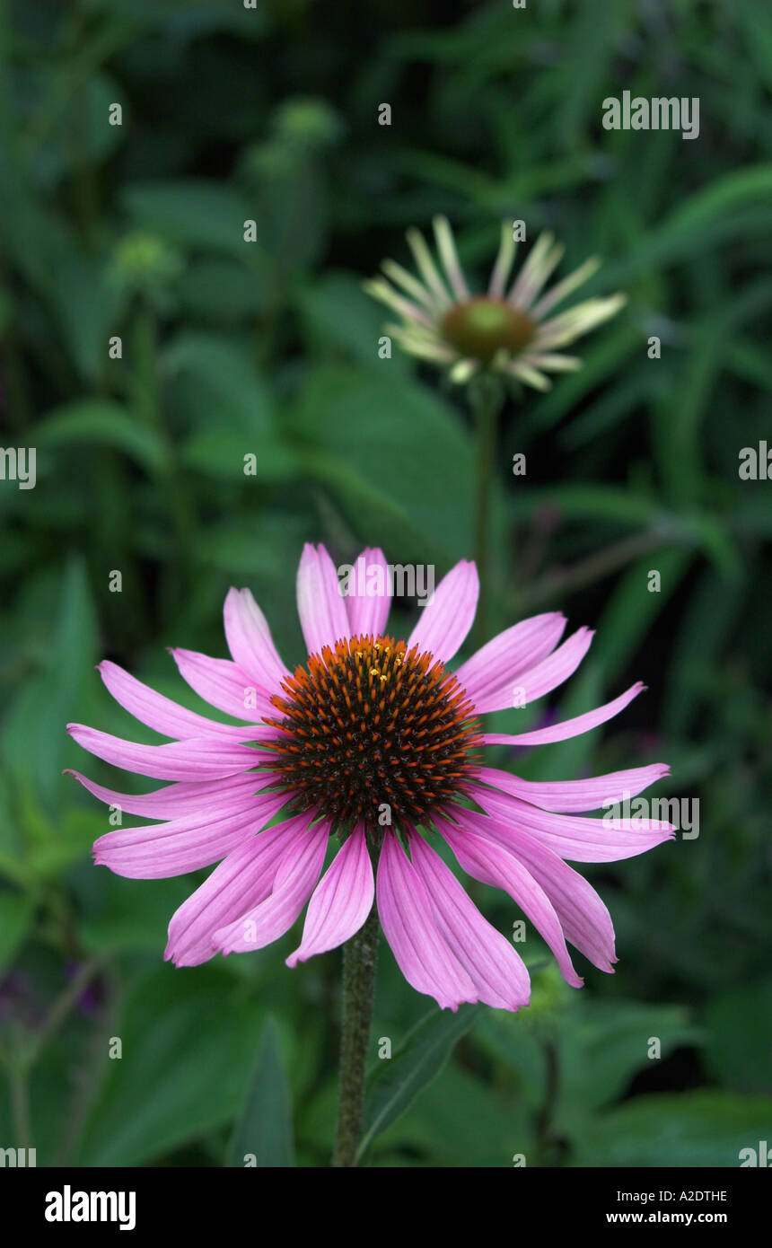 Echinacea purpurea 'Rubinstern' Stock Photo - Alamy