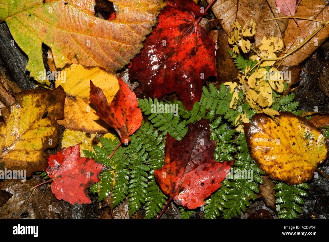 Autumn leaves on the forest floor Stock Photo - Alamy