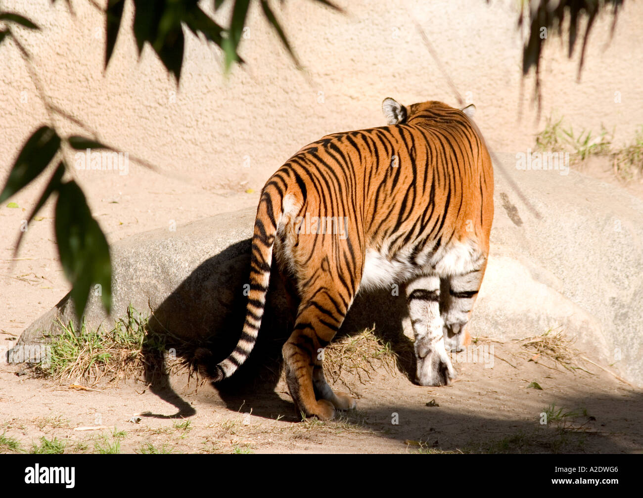 White spots on cheek hi-res stock photography and images - Alamy