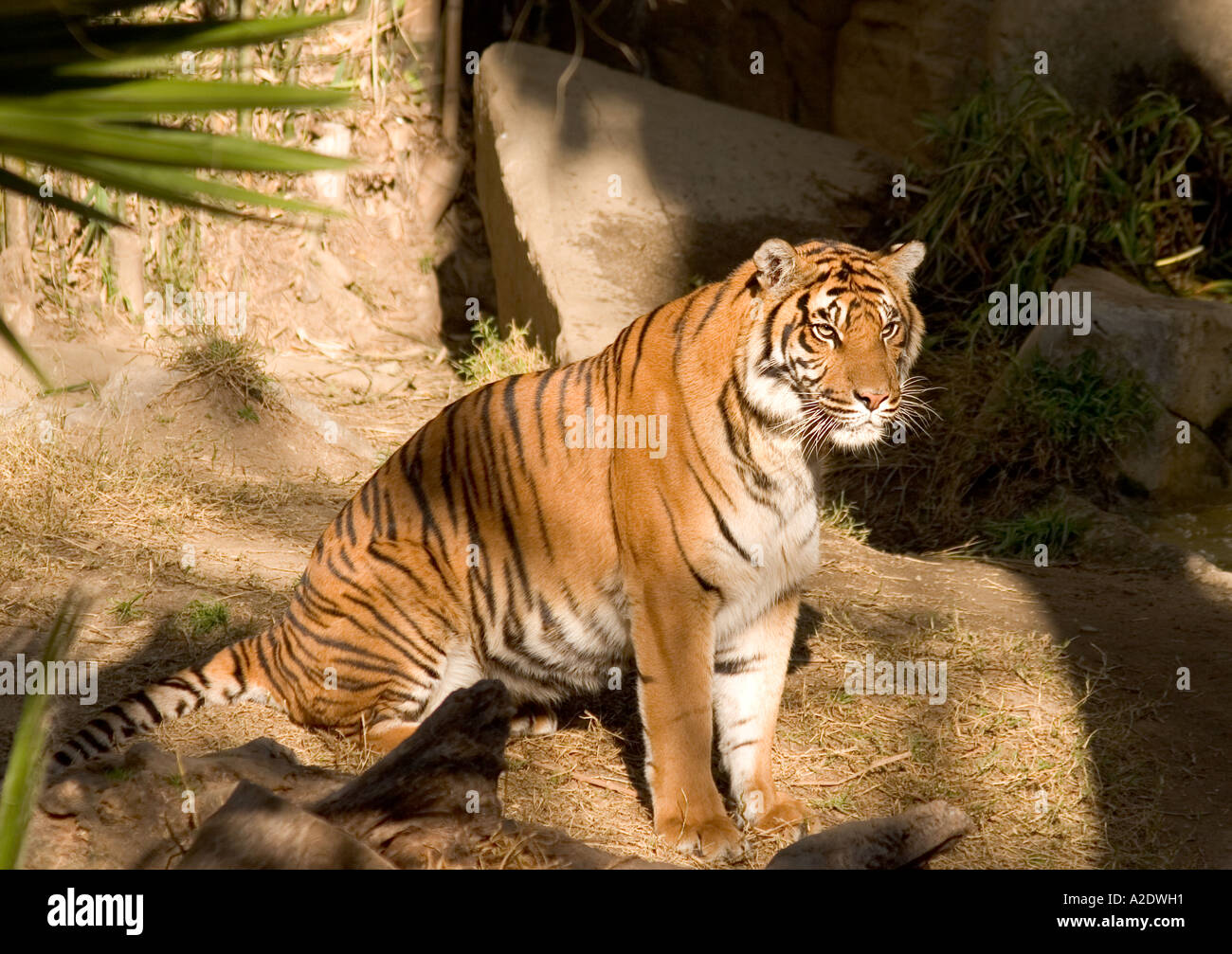 61 species hi-res stock photography and images - Alamy