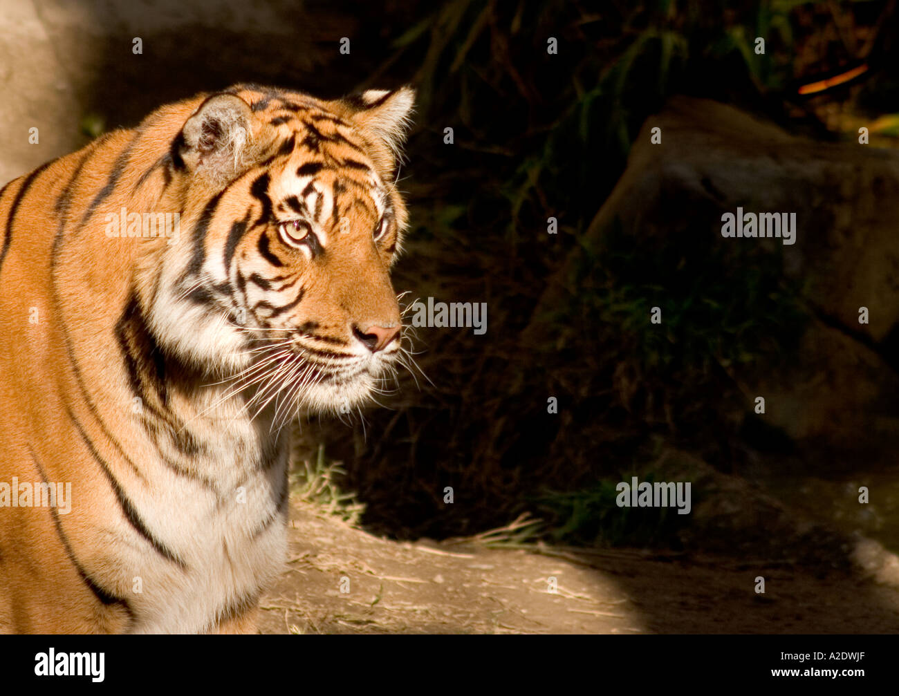 White spots on cheek hi-res stock photography and images - Alamy