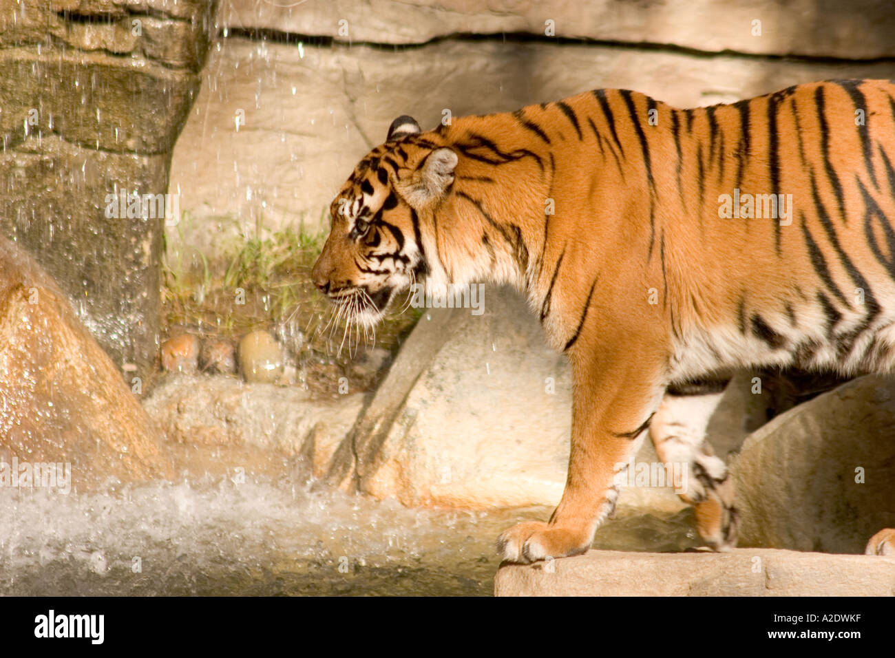 White spots on cheek hi-res stock photography and images - Alamy