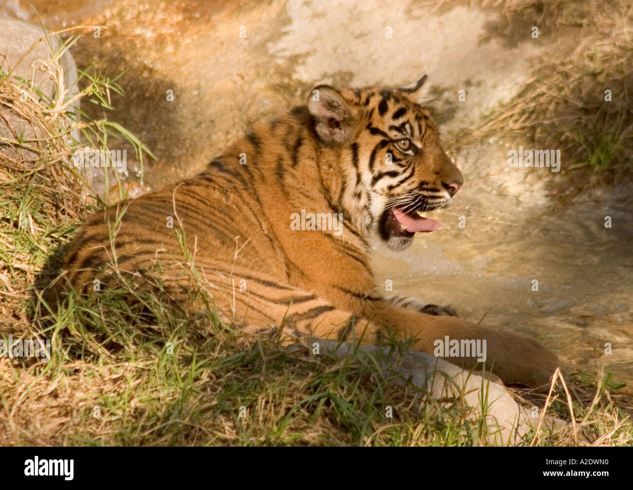 White spots on cheek hi-res stock photography and images - Alamy