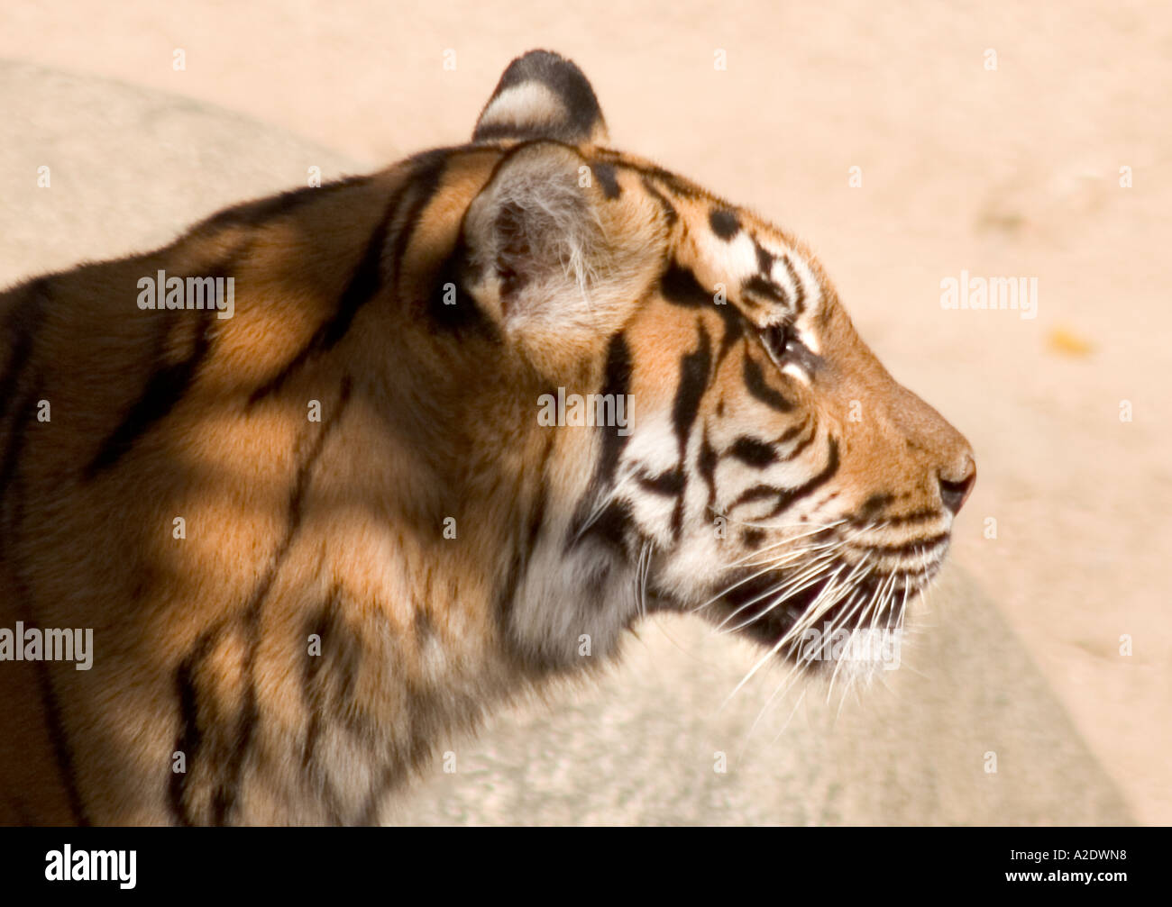 Smallest of tigers hi-res stock photography and images - Alamy