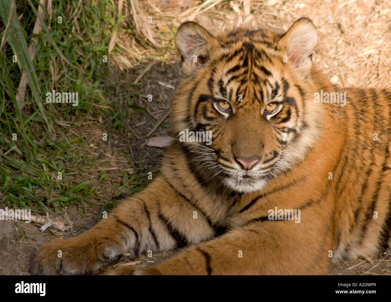 White spots on cheek hi-res stock photography and images - Alamy