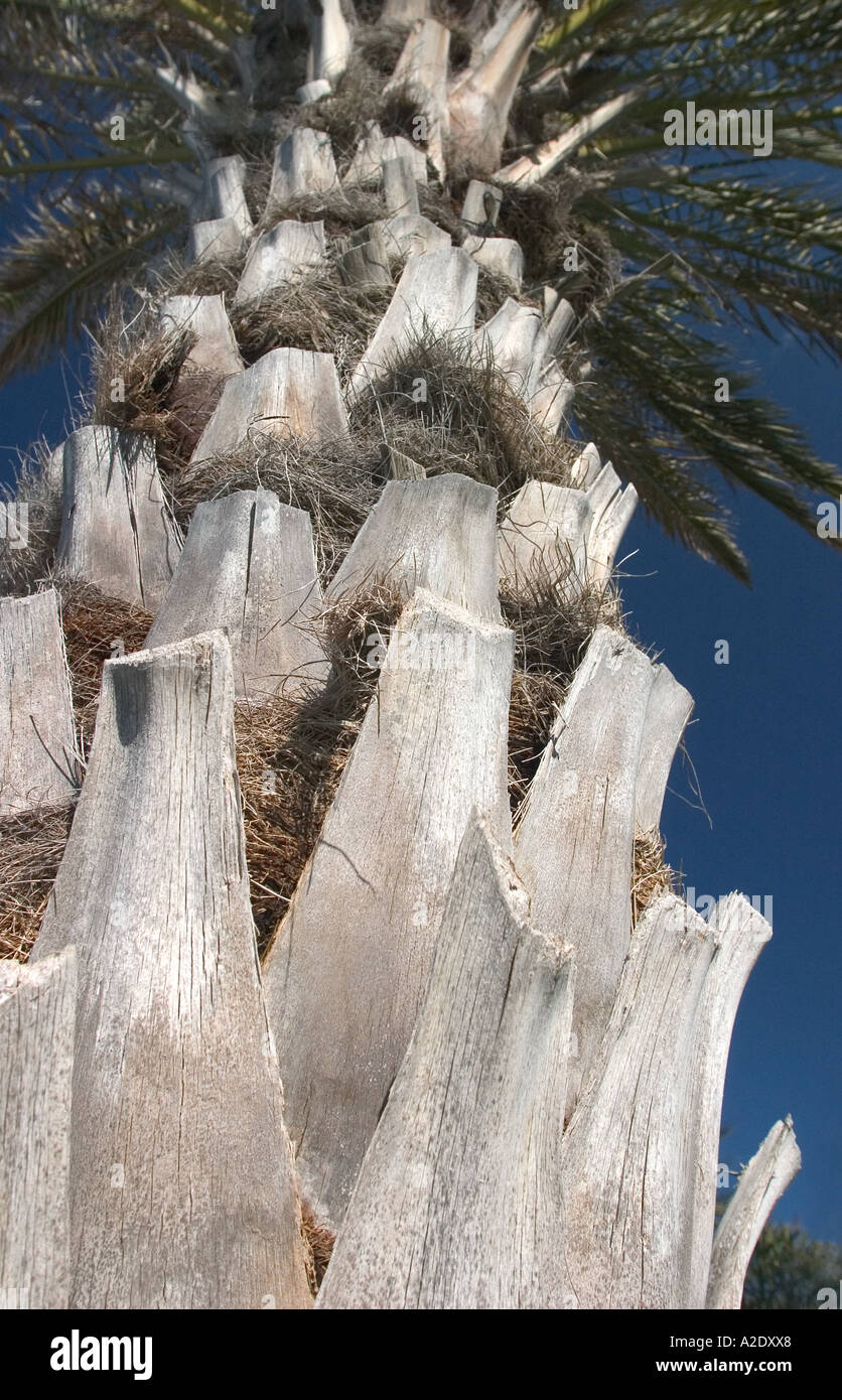 Trunk of palm tree with pattern of old leaf attachments resembling bony ...