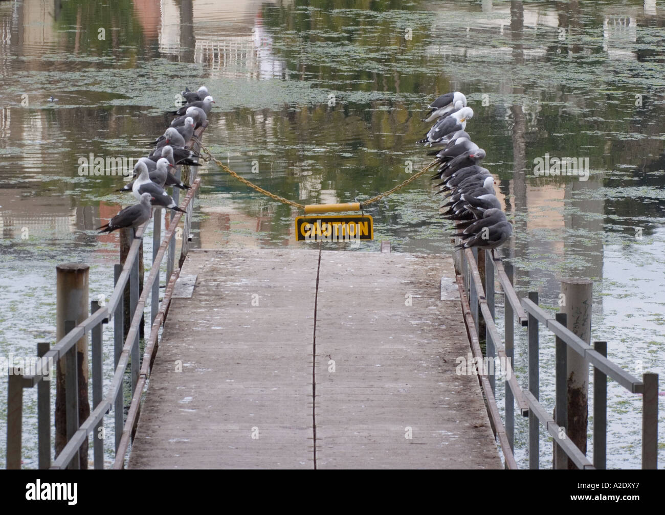 Caution sign on pier in Del Rey Lagoon Park in Playa Del Rey California ...