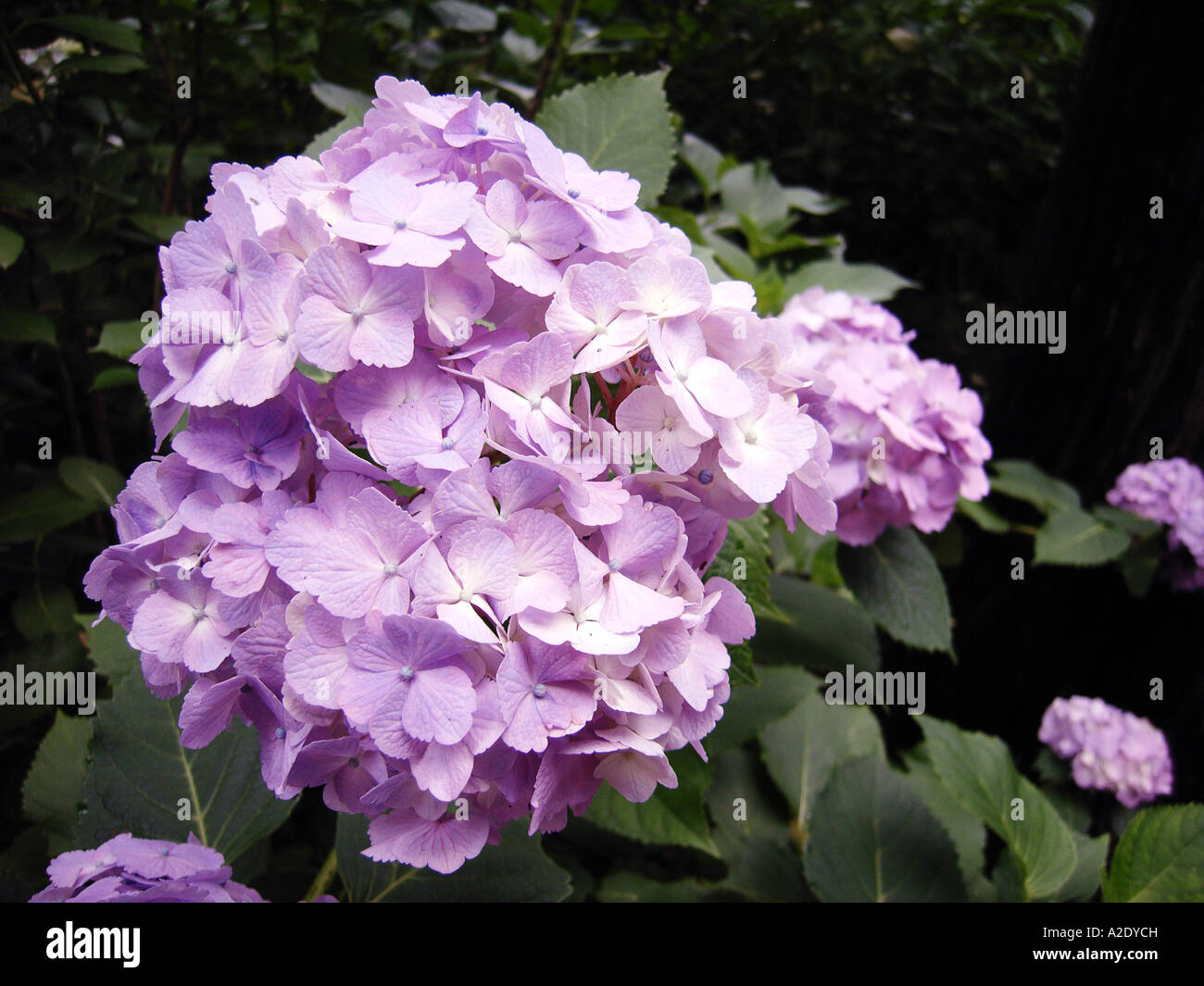 Hydrangea Flowers Tokyo Japan Stock Photo - Alamy
