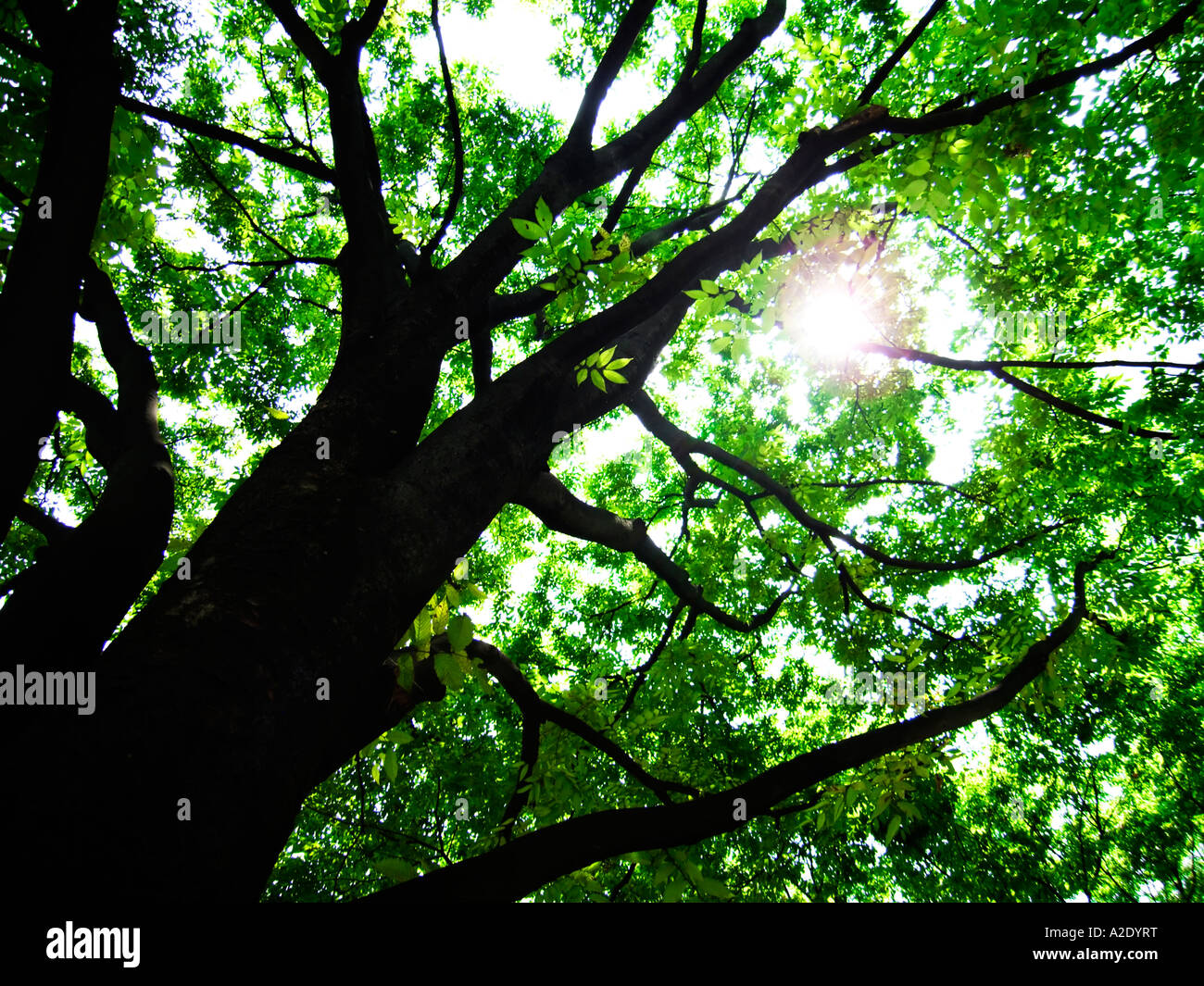 Tree Leaves and Branches with Sunlight coming through Stock Photo - Alamy