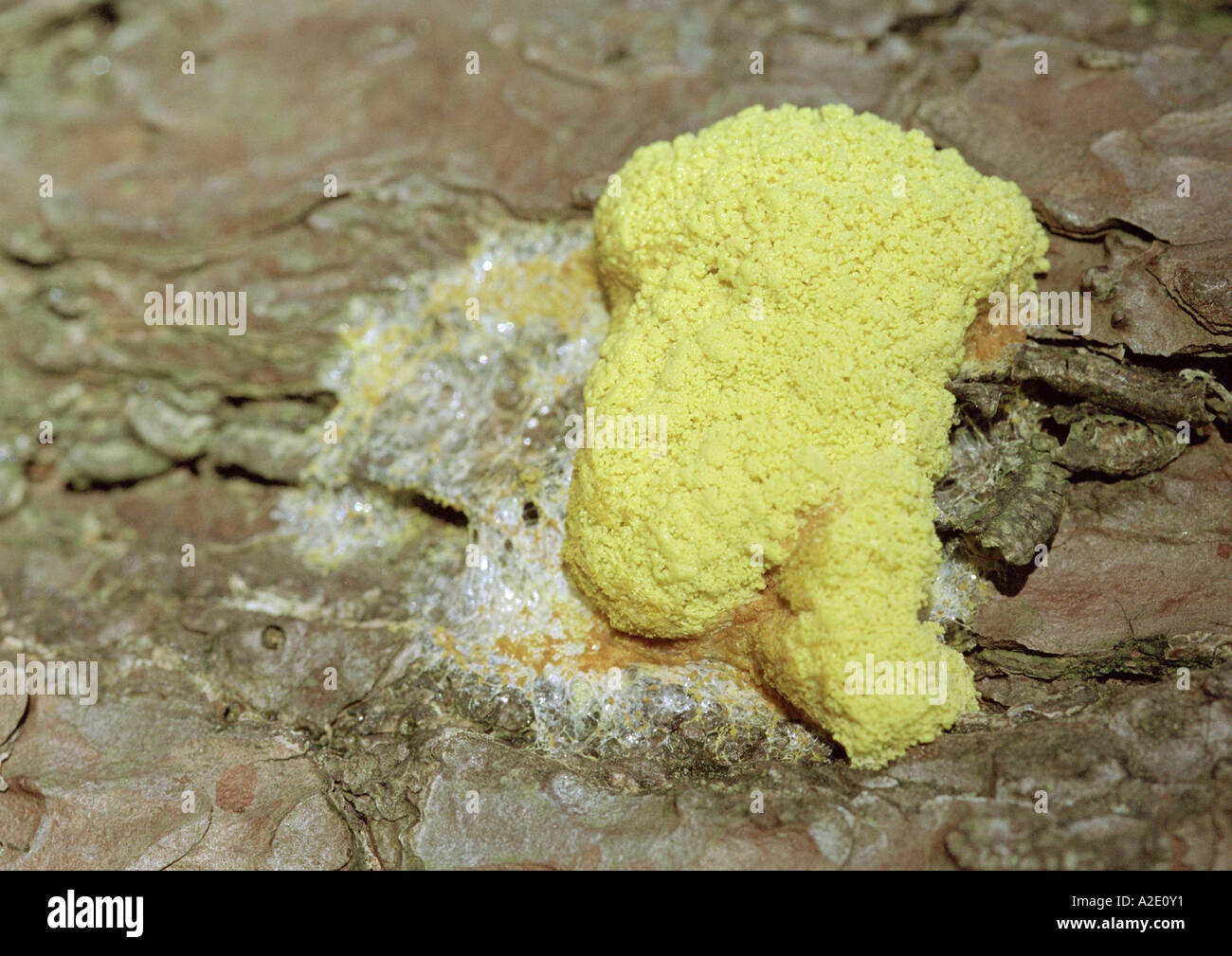 Tree diseases fungi woodland tree disease fungi forest hi-res stock ...