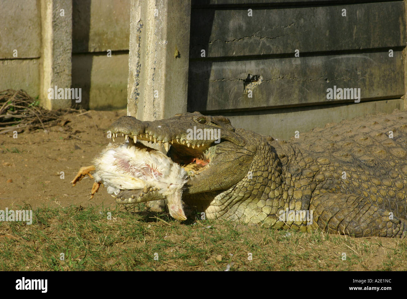 Chicken Croc South Africa Stock Photo - Alamy
