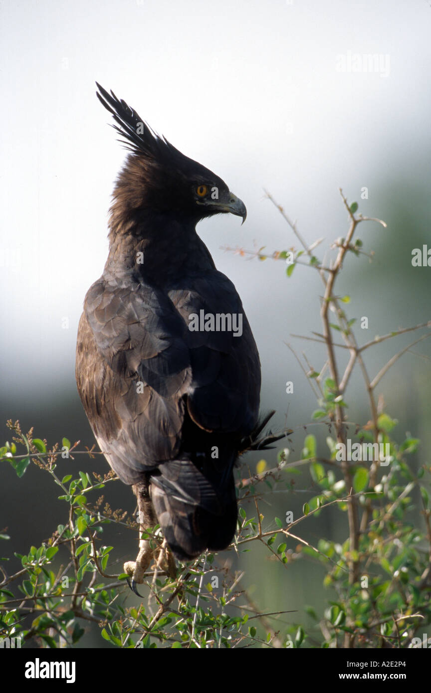 Kenya, Samburu national wildlife preserve, Crowned eagle, Stephanoaetus ...