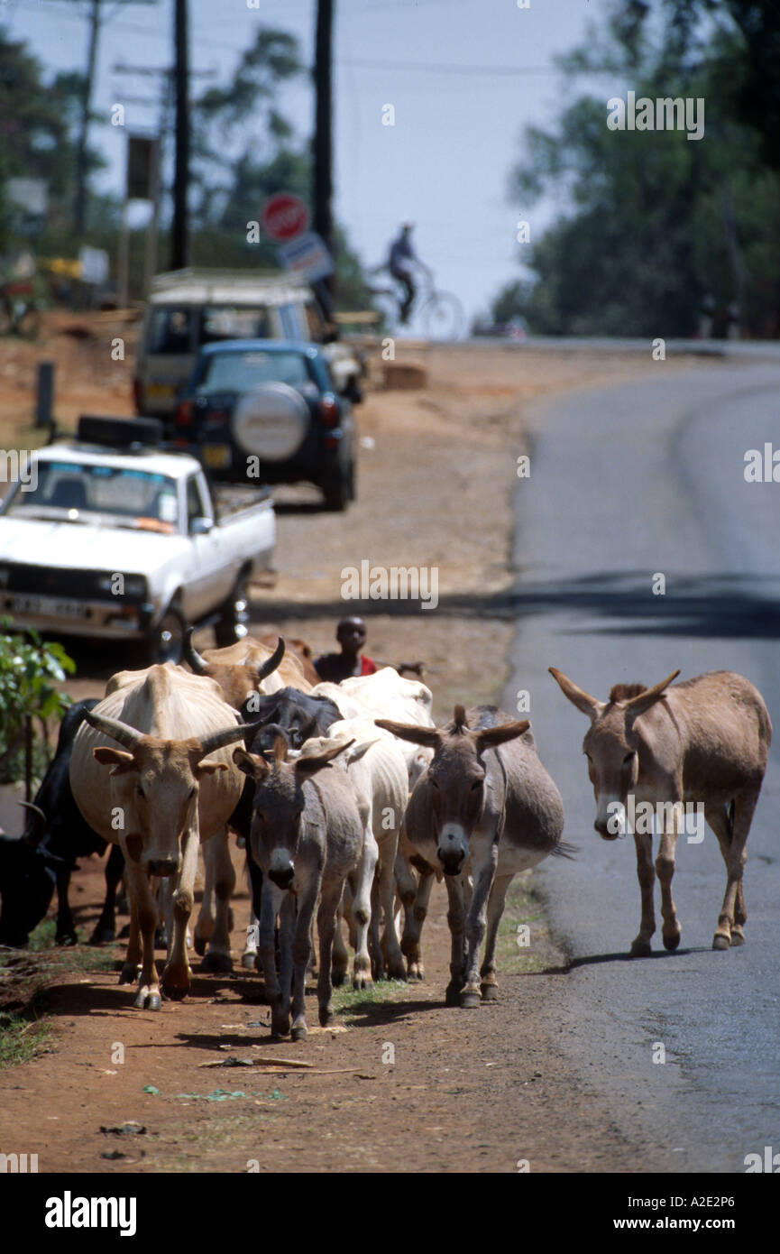 Kenya, Karen, Masai boy herding livestock down road in Karen, Kenya ...