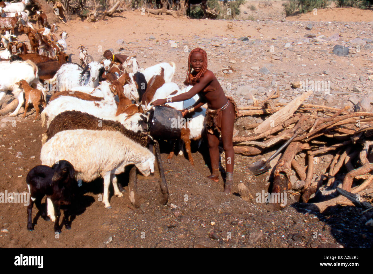 Namibia, Skeleton Coast. Young Himba girl watering goats. (MR Stock ...