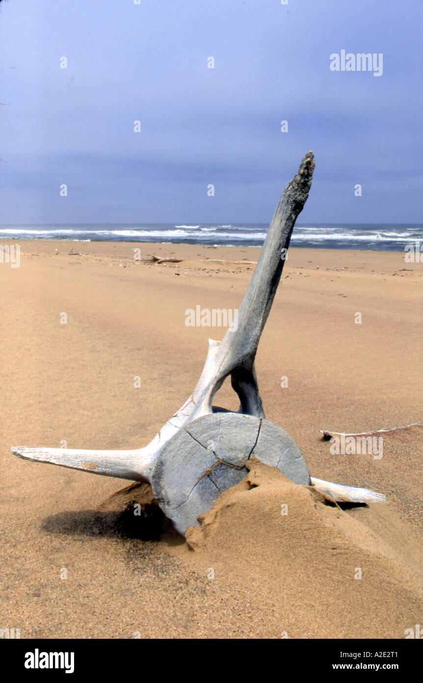 Africa, Namibia, Skeleton Coast, Cape Cross. Whale vertebrae on beach ...