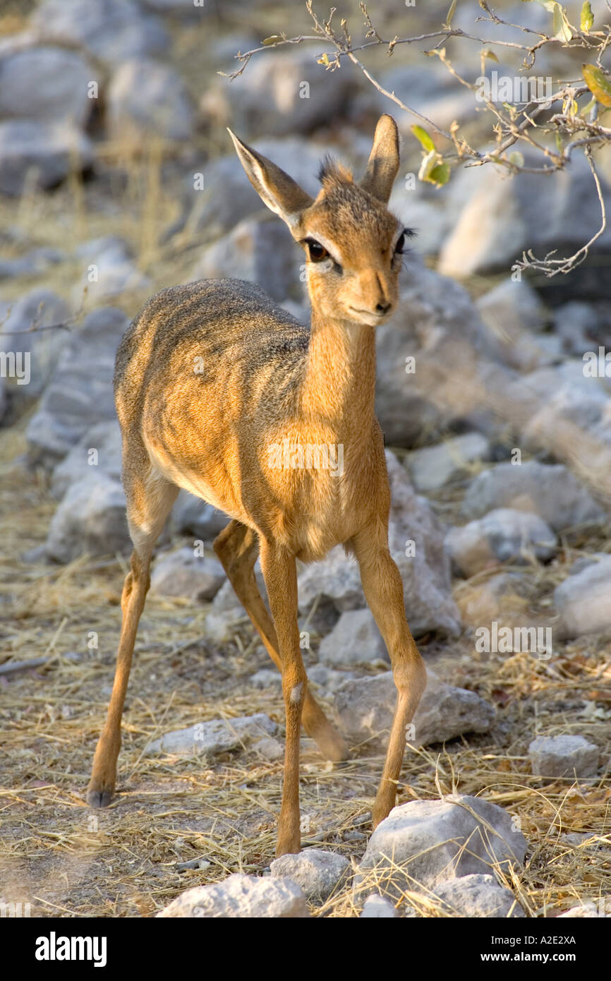 Namibia, Africa: Kirk's Dik-Dik (Madoqua Kirki) in Namutoni Resort ...
