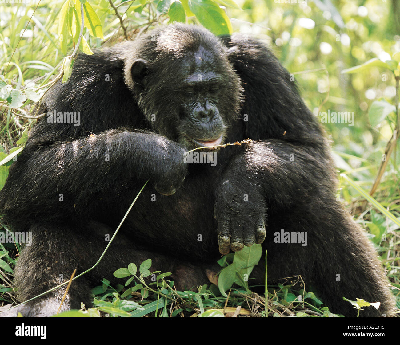 Africa, Tanzania, Gombe NP, Tool-using ape Stock Photo - Alamy
