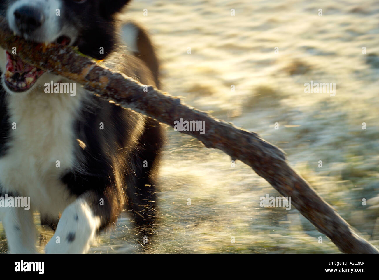 Big stick hi-res stock photography and images - Alamy