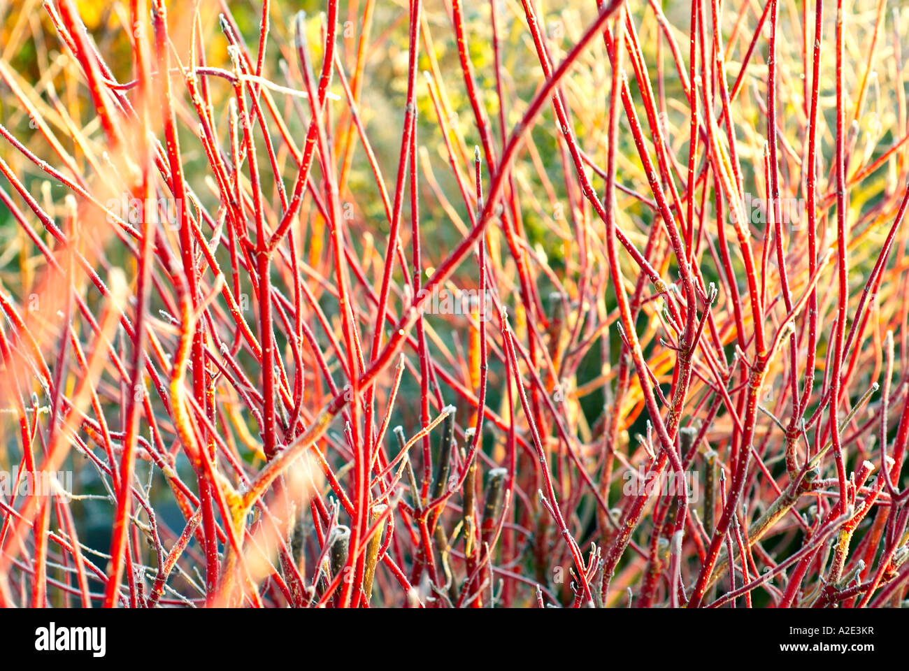 intertwined red branches Stock Photo - Alamy