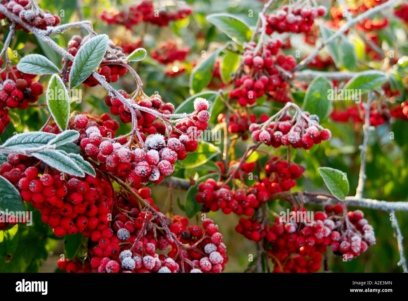 Frost covered berries hi-res stock photography and images - Alamy